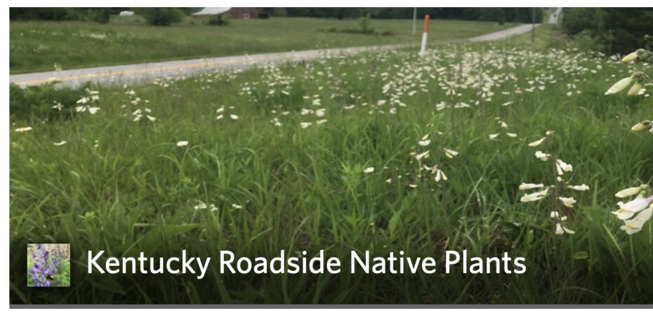 Join the KY Roadside Native Plant Project - Wild Ones Southern Kentucky ...